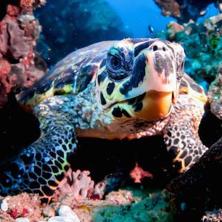 5 Facts for Healthy and Happy Oceans | unfoundation.org