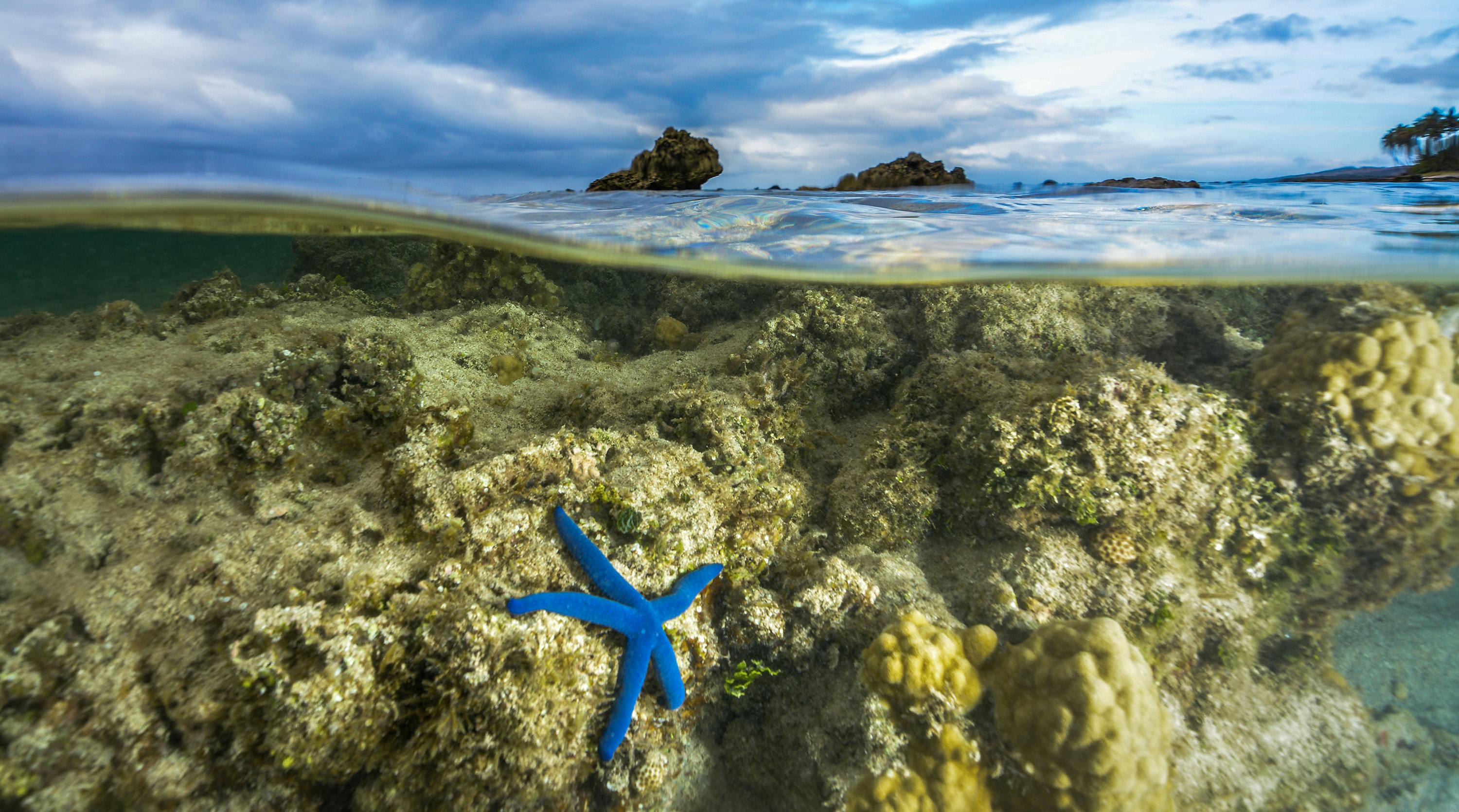 Incorporating Ocean Acidification Across Mainstream Climate-Ocean ...