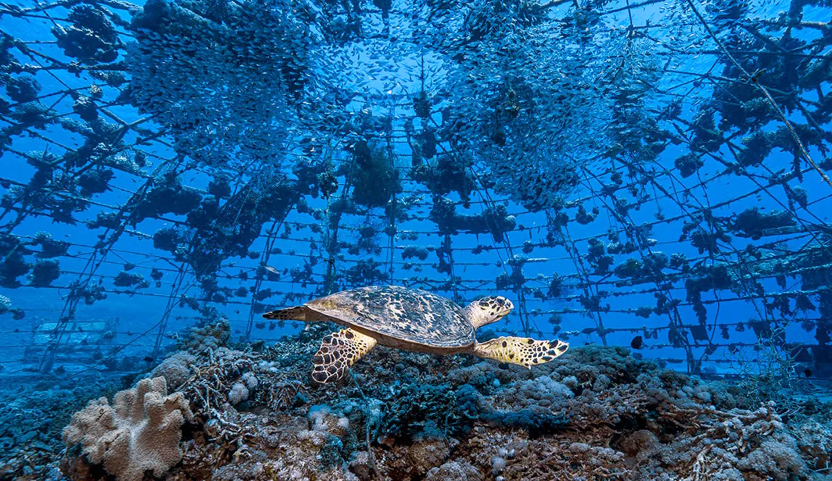 5 Things to Know About Climate Change and the Ocean | unfoundation.org